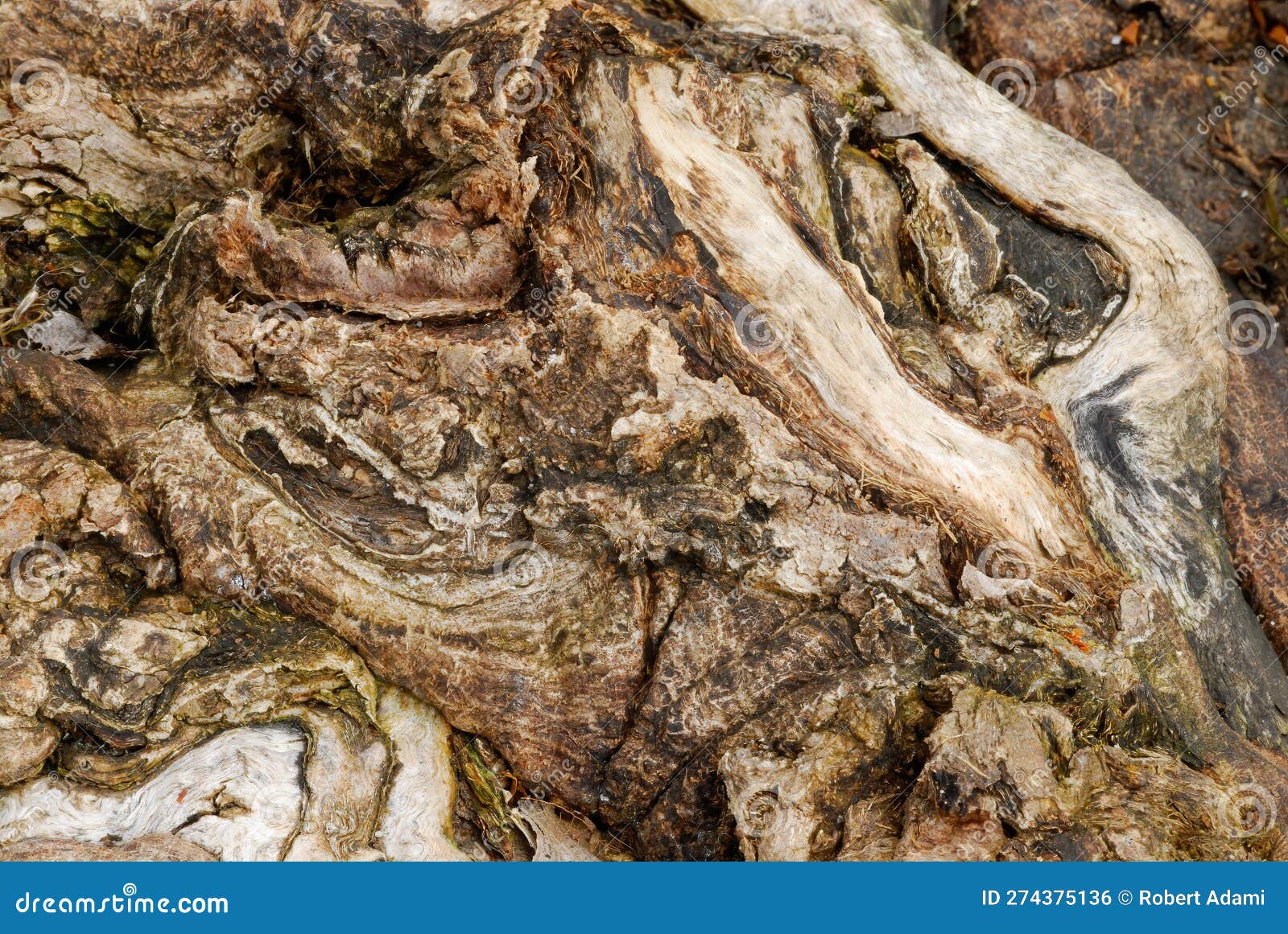 Old Tree Roots Texture, Closeup. Stock Photo - Image of tree ...