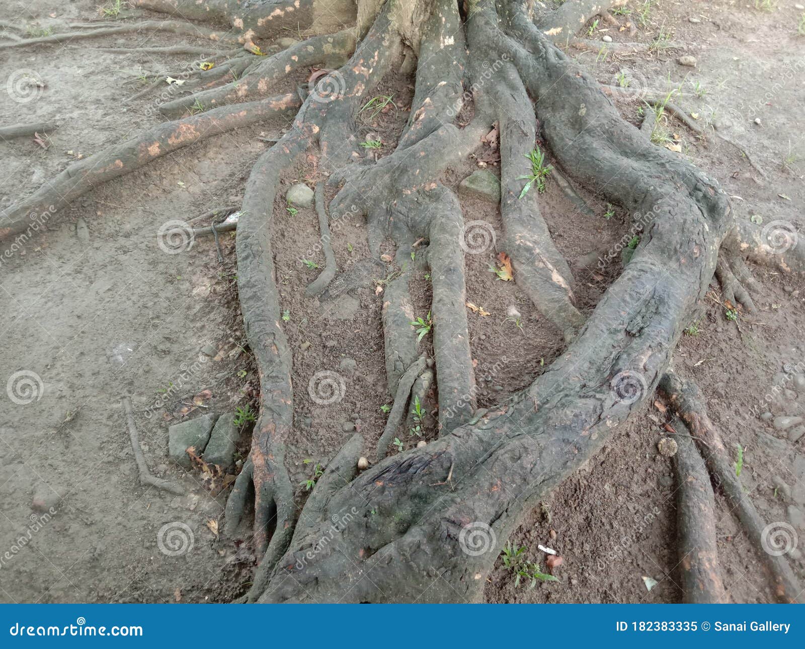 Old tree roots texture stock image. Image of texture - 182383335