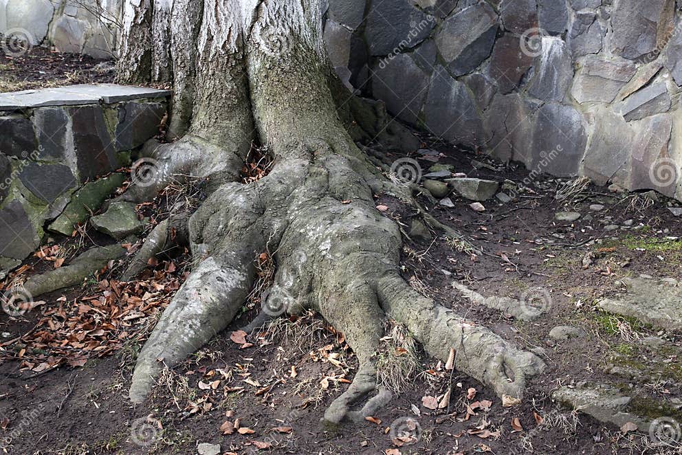 Old tree with roots stock image. Image of robust, roots - 87897813