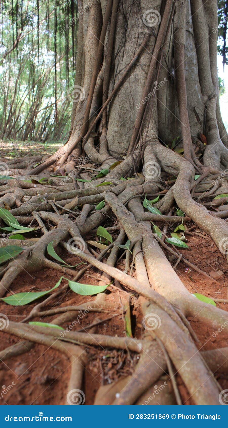 Old Tree with Roots and Trunk Spreading Stock Image - Image of nature ...