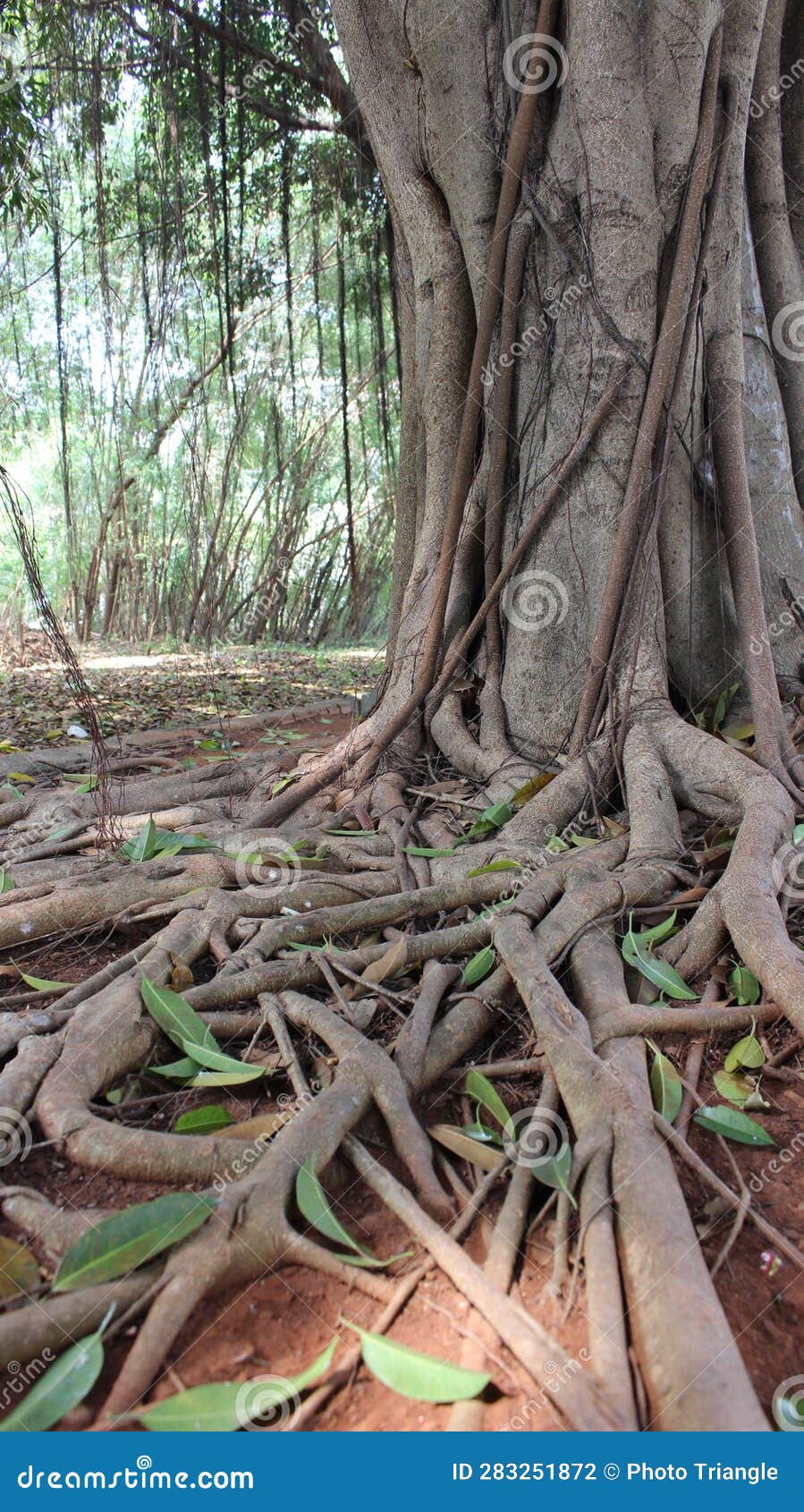 Old Tree with Roots and Trunk Spreading Stock Photo - Image of asia ... Old Tree with Roots and Trunk Spreading Stock Photo - Image of asia ...