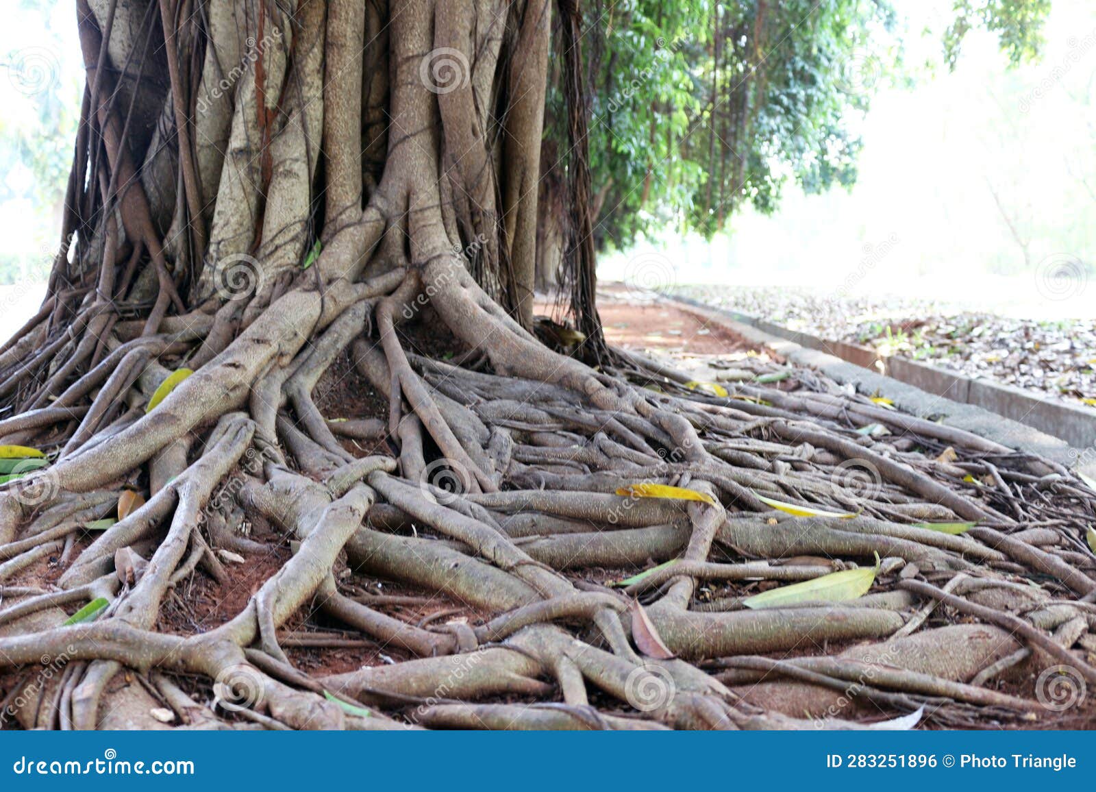 Old Tree with Roots and Trunk Spreading Stock Photo - Image of organic ...