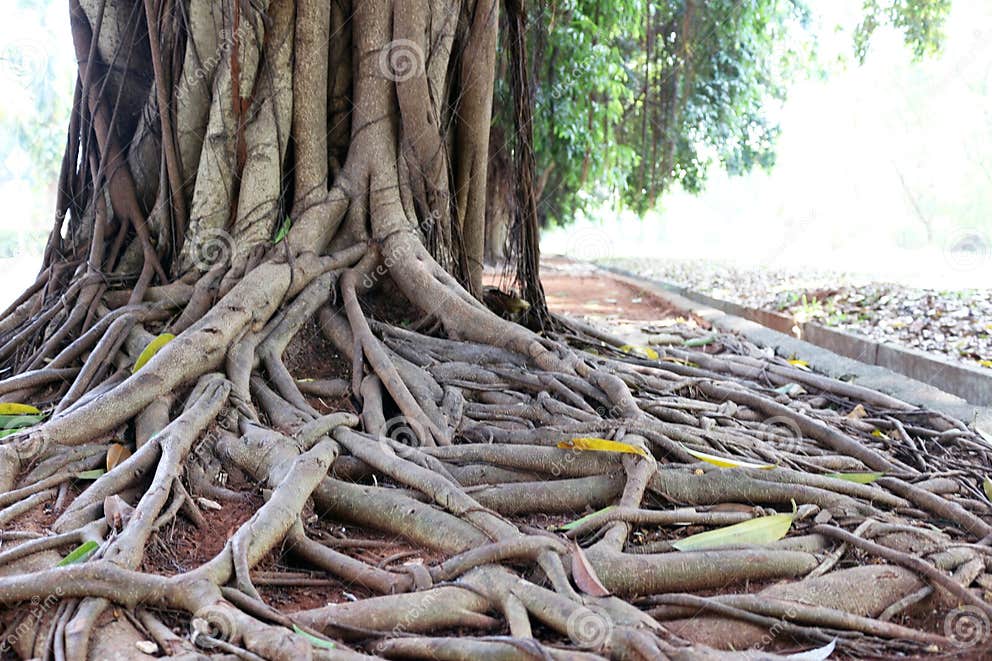 Old Tree with Roots and Trunk Spreading Stock Photo - Image of organic ...