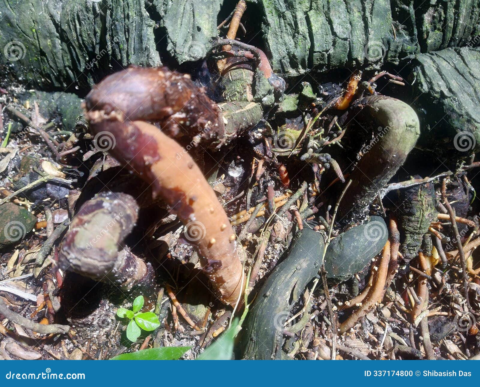 Old Tree Roots Wallpaper Greenery Stock Photo - Image of wallpaper ...