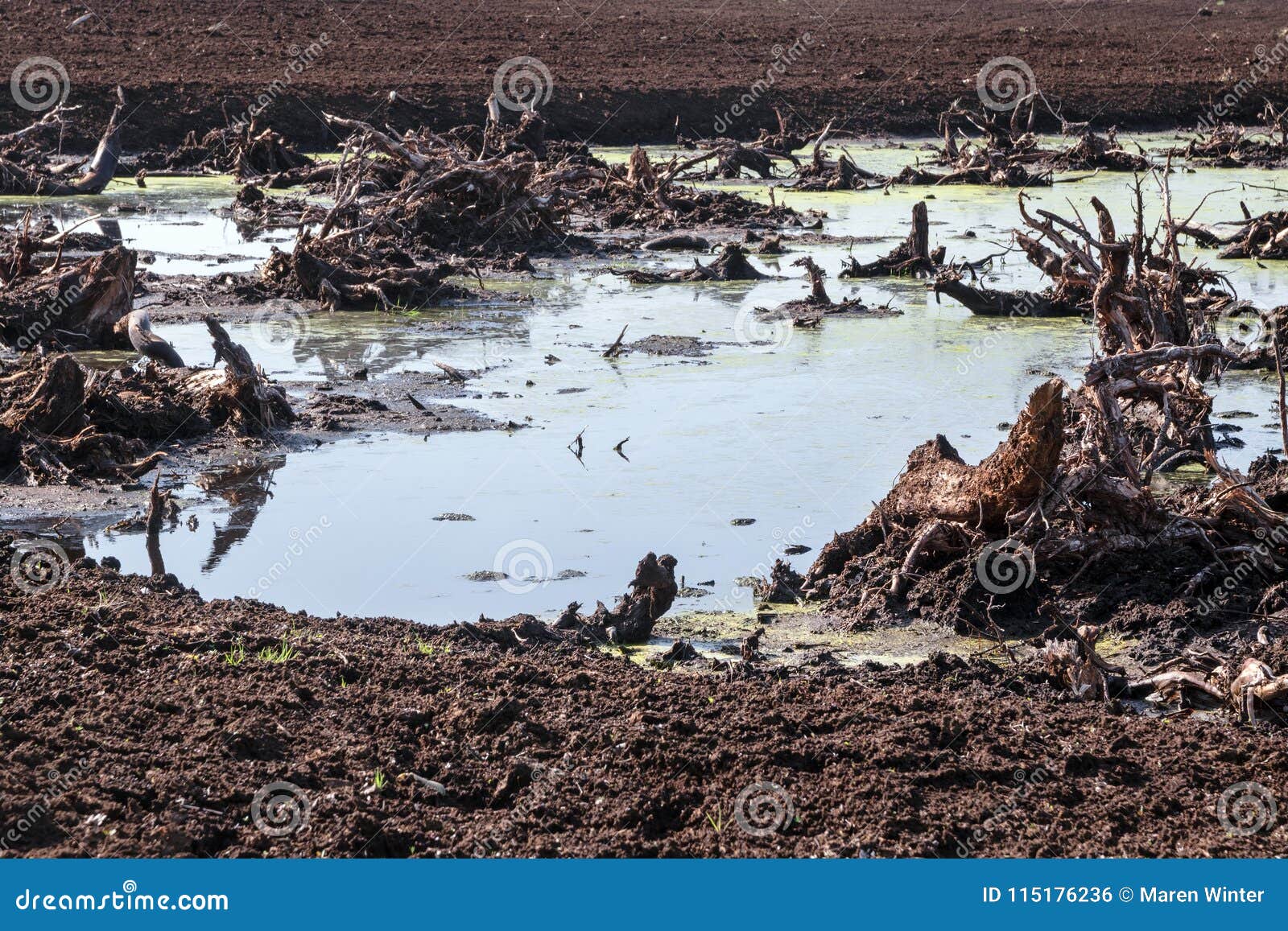 Old Tree Roots in the Water in a Destroyed Bog, Peat Extraction Stock ...