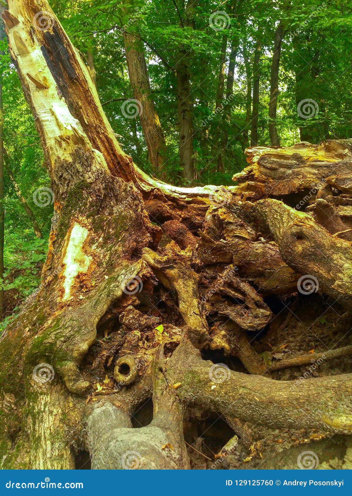 Old tree roots stock photo. Image of garden, park, bark - 129125760