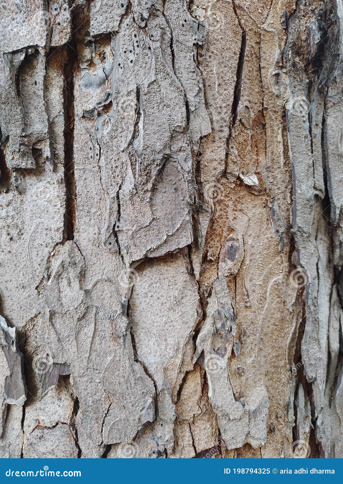Old tree rustic texture stock image. Image of rustic - 198794325