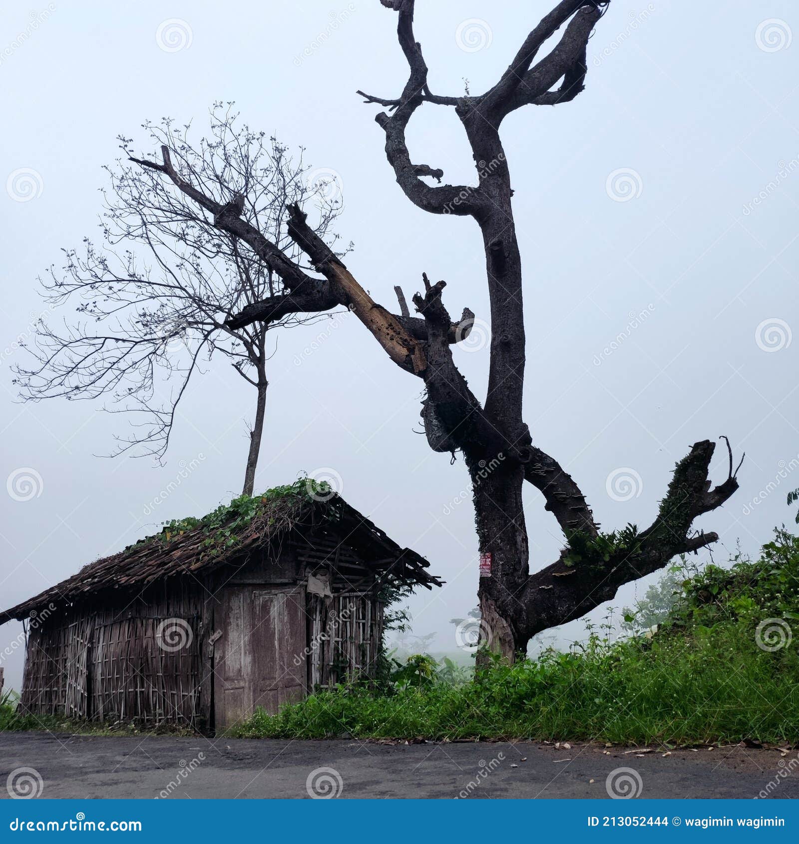 Old Tree on the Side of the Village Road Stock Photo - Image of plant ...