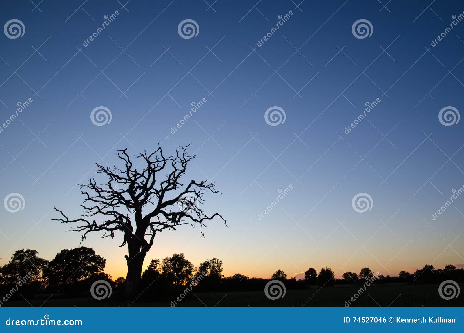 Old tree silhouette stock photo. Image of countryside - 74527046