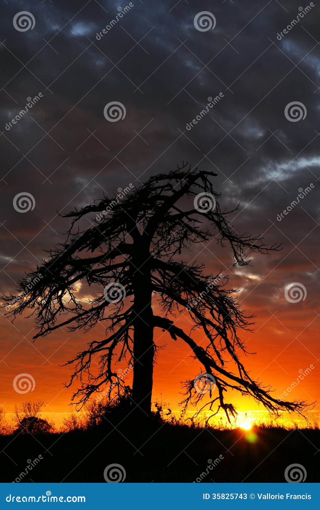 Old Tree silhouette stock image. Image of silhouette - 35825743