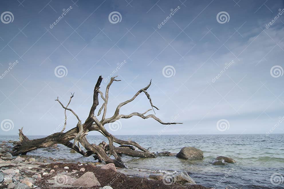 Old tree skeleton stock photo. Image of graphical, branch - 44598858