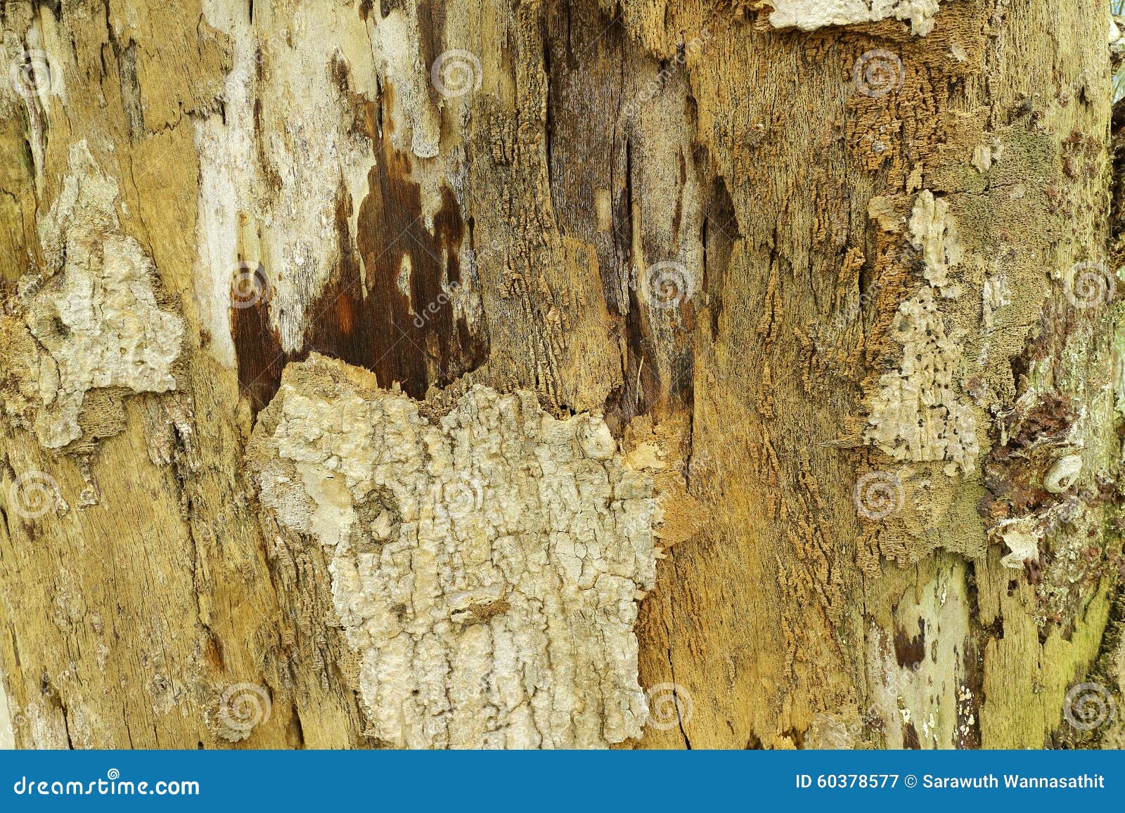 Old tree skin stock image. Image of macro, skin, detail - 60378577