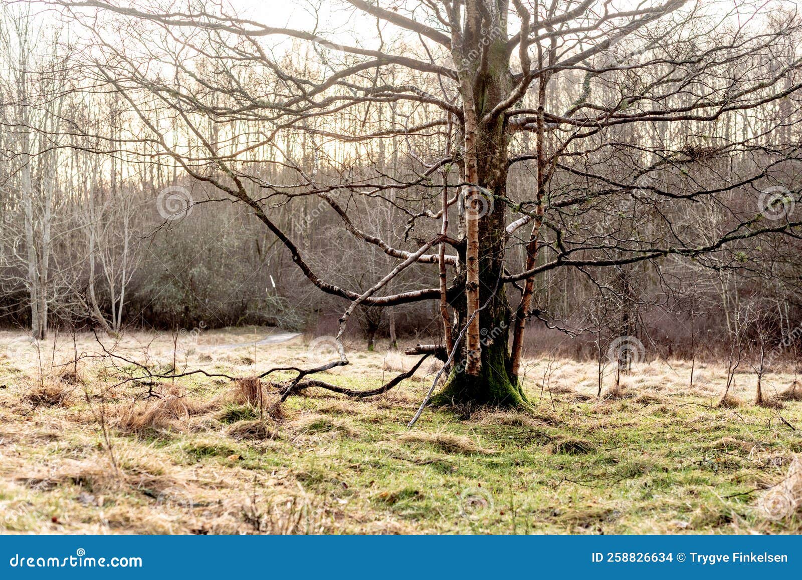 Old Tree in a Small Clearing in a Forest at Fall.. Stock Photo - Image ...