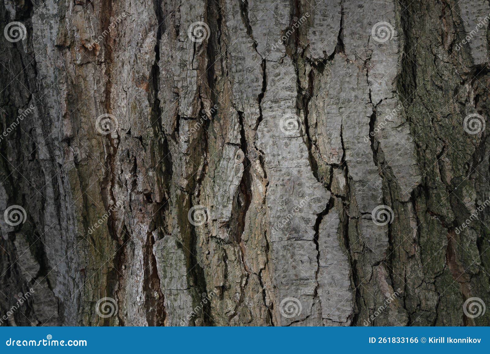 An Old Tree with a Soft Beam of Sunlight on it Stock Photo - Image of ...