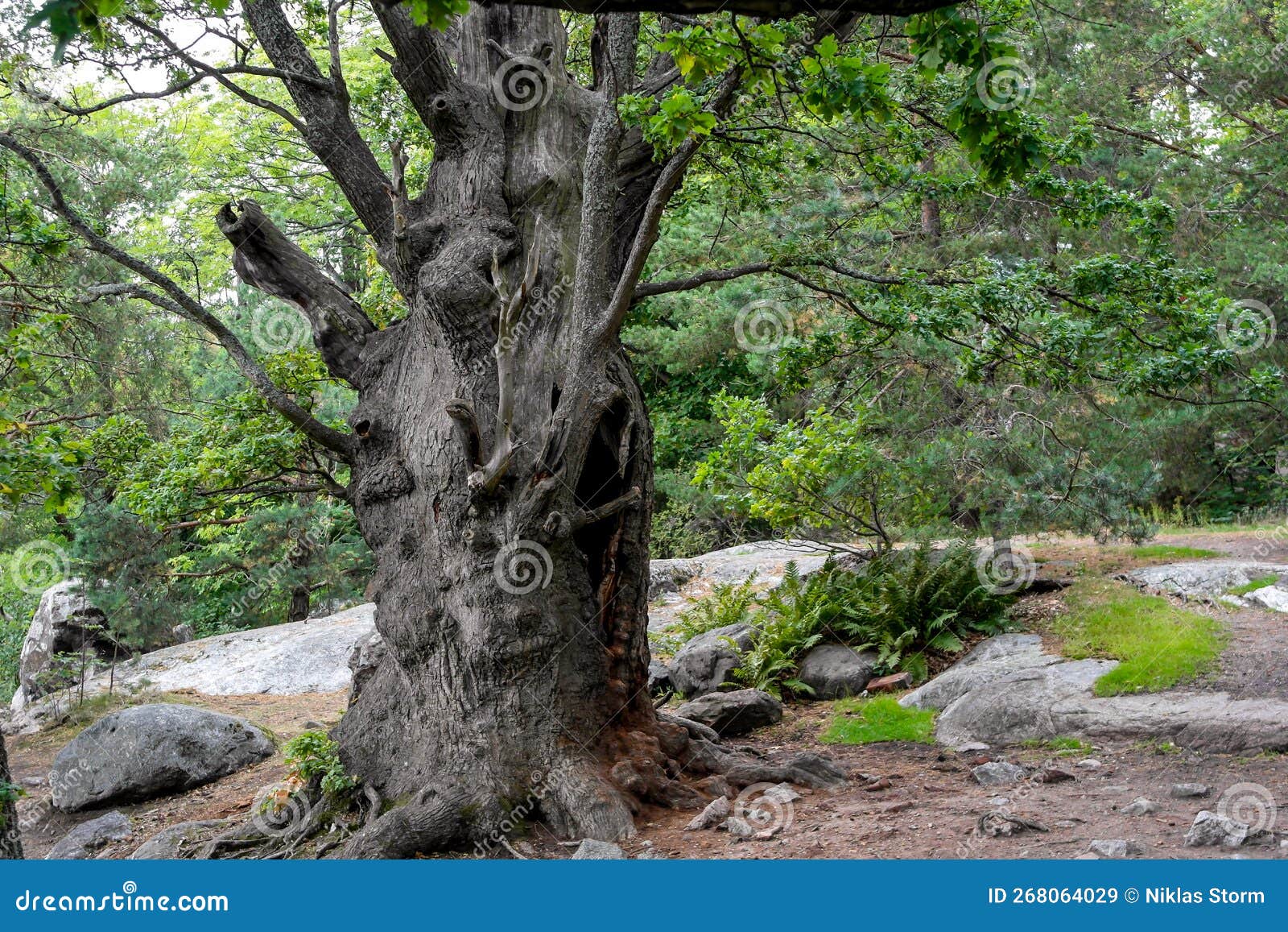 A Old Tree Standing in the Forest Stock Image - Image of land, leaf ...