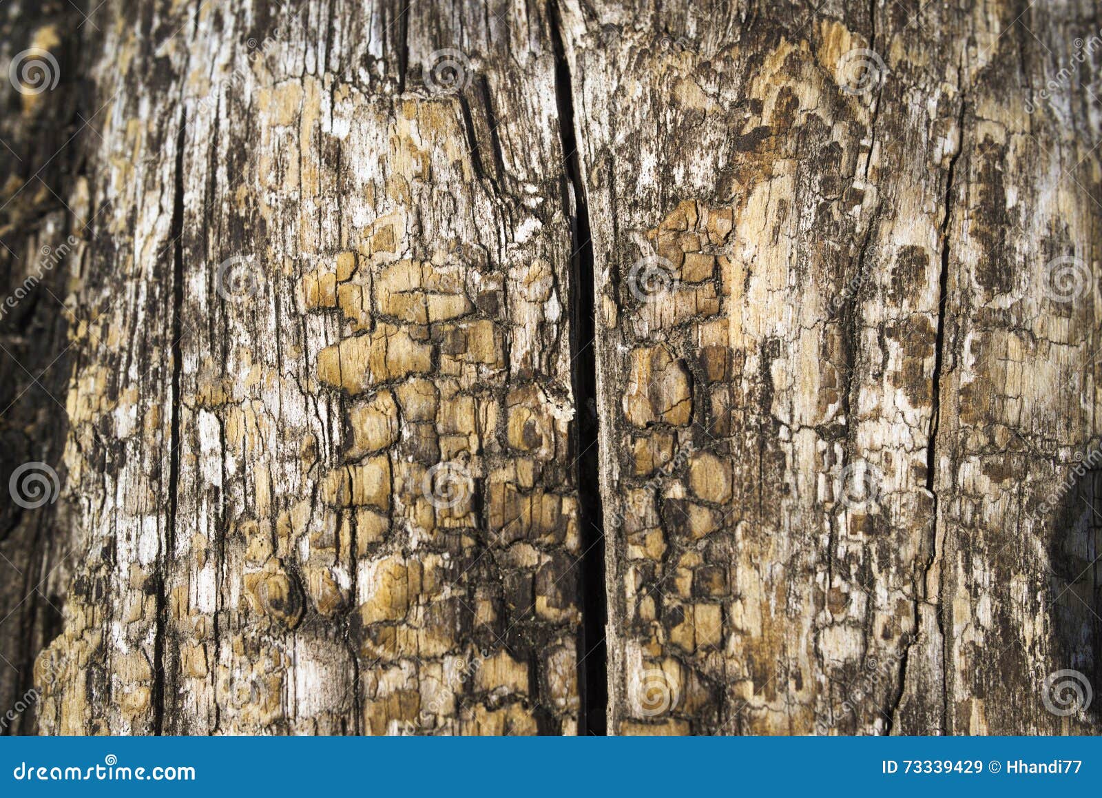 Old tree stem stock image. Image of structure, texture - 73339429