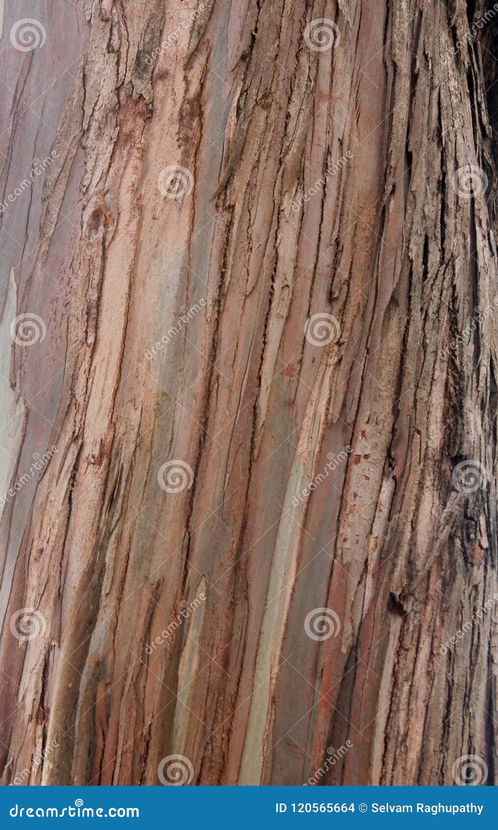 Tree Stem Texture Natural Background. Stock Photo - Image of stem ...
