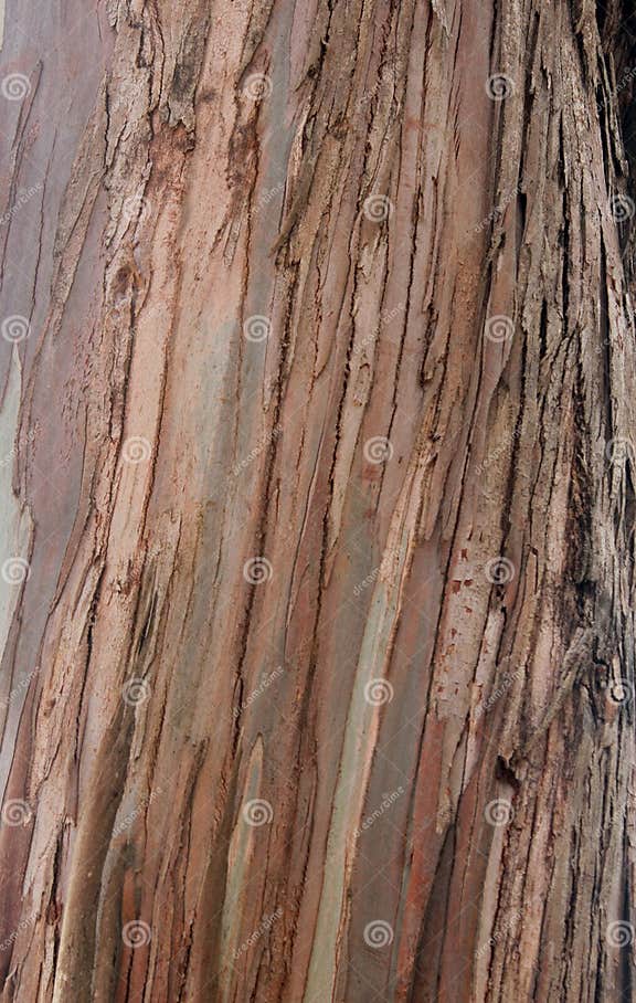 Tree Stem Texture Natural Background. Stock Photo - Image of stem ...