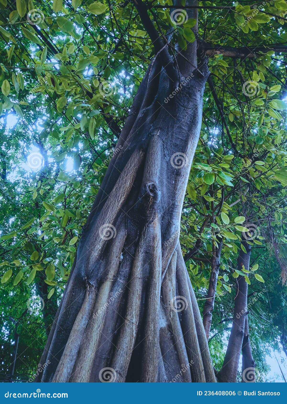 An Old Tree with Sticking Out Roots Stock Photo - Image of tree ...