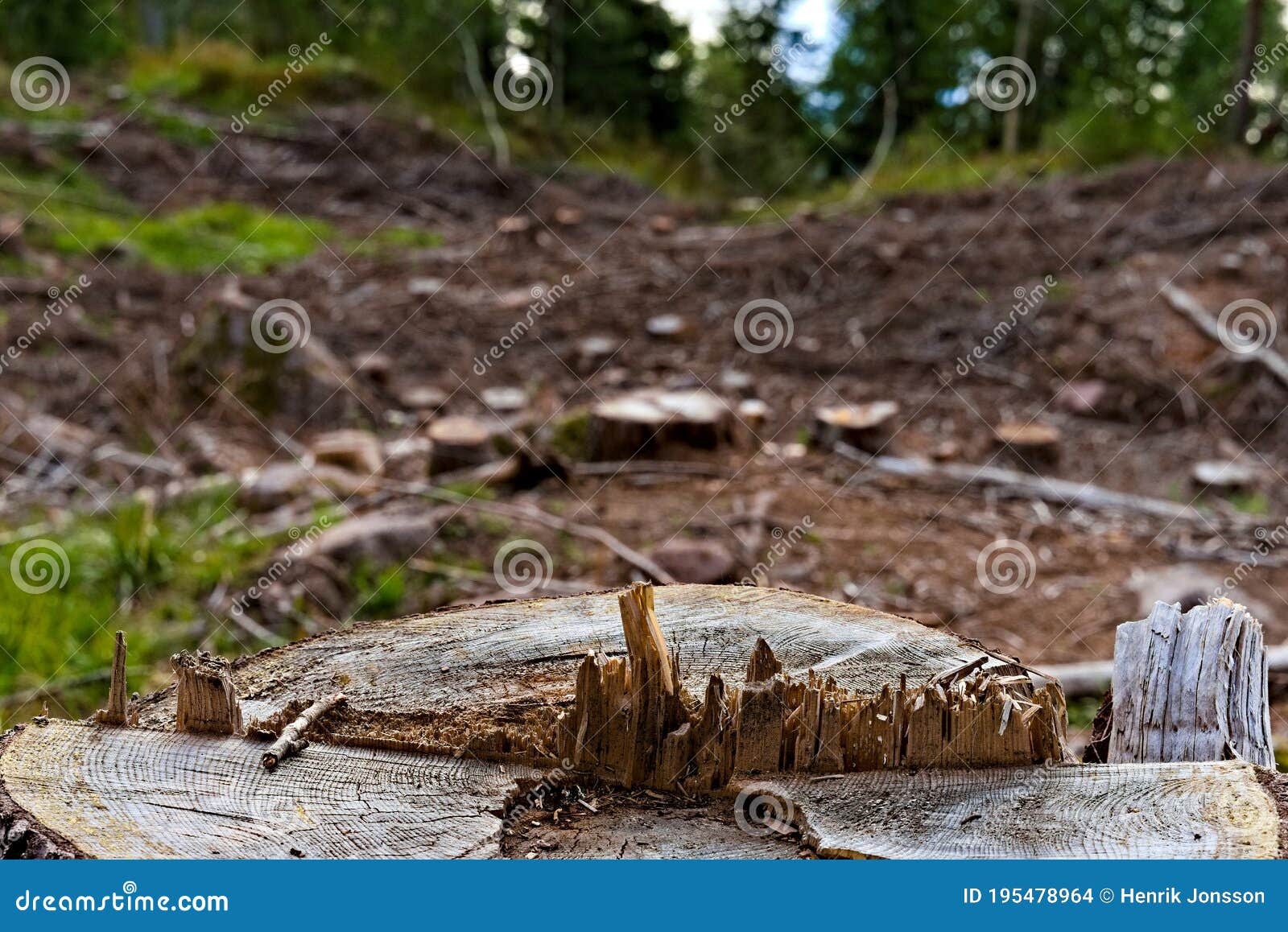 Old Tree Stub in a Clearing in the Woods Stock Photo - Image of blurred ...