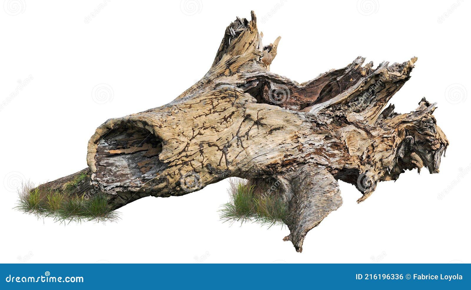 Cut Out Tree Stump. Dead Tree. Stock Photo - Image of nature, stump ...