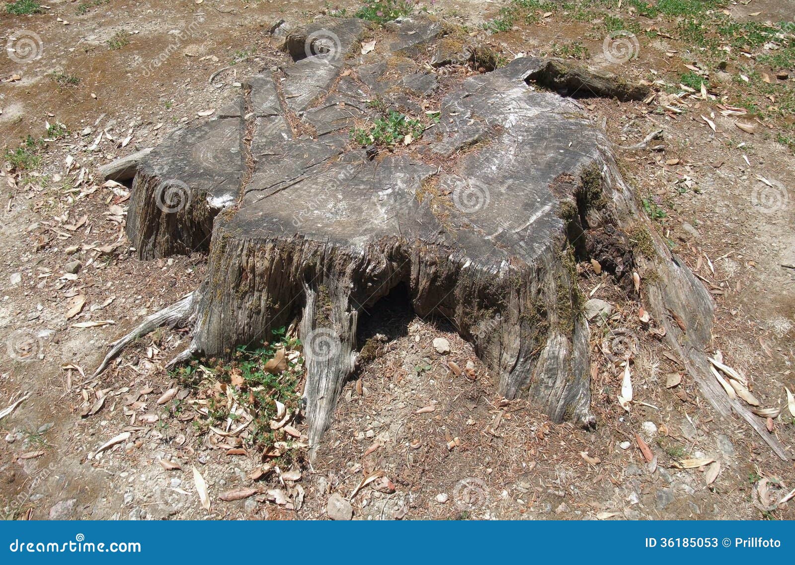 Old tree stub stock image. Image of stump, root, trunk - 36185053