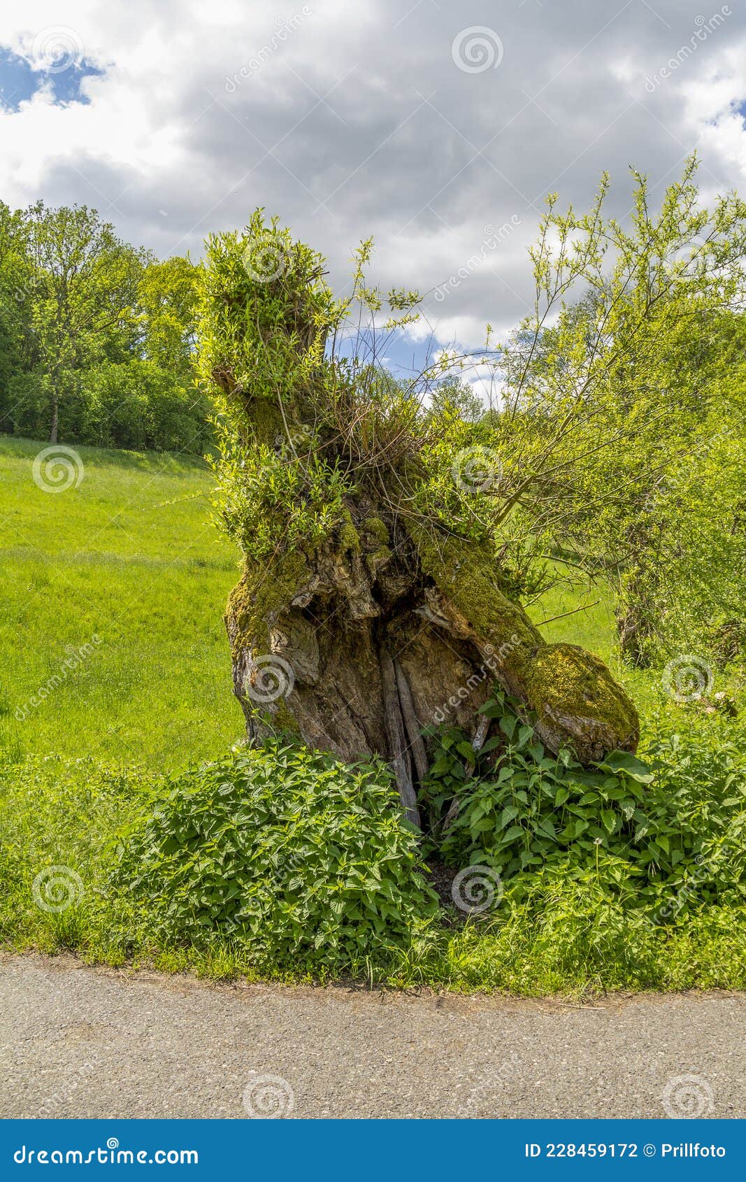 Old tree stumb stock photo. Image of tree, trunk, time - 228459172