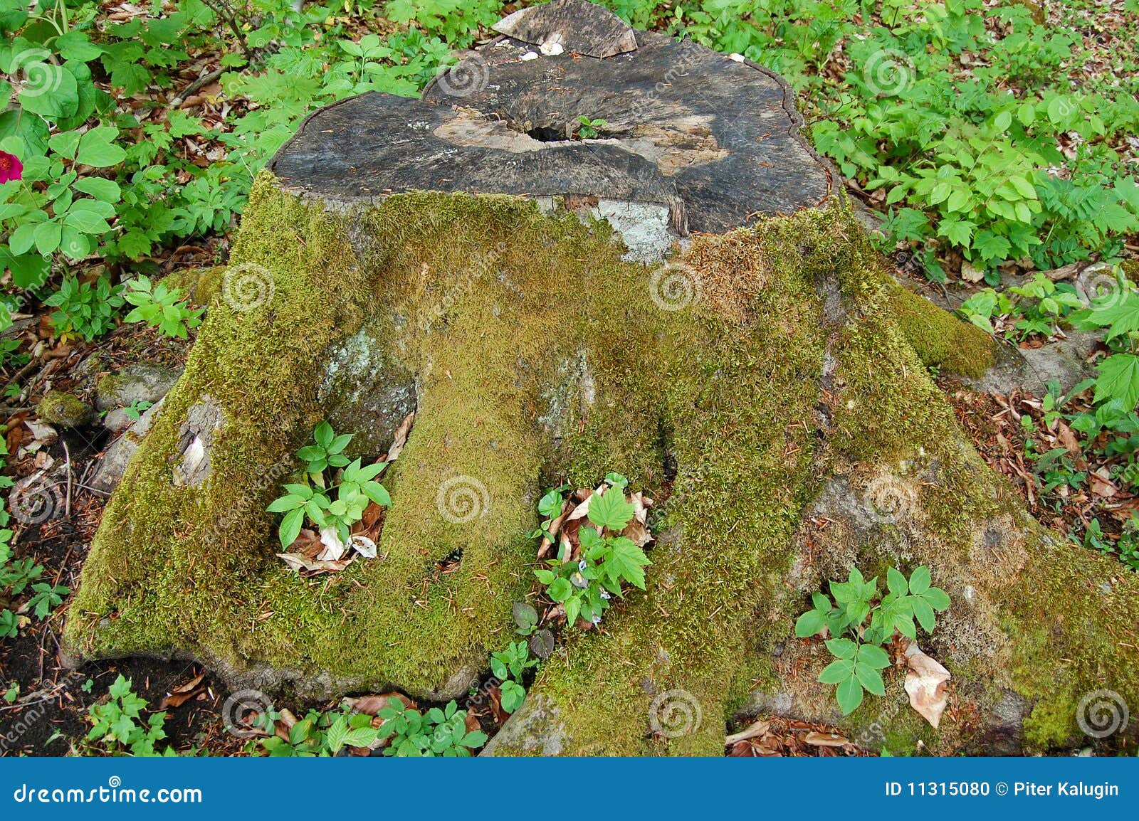 The old tree stump stock photo. Image of trunk, forest - 11315080