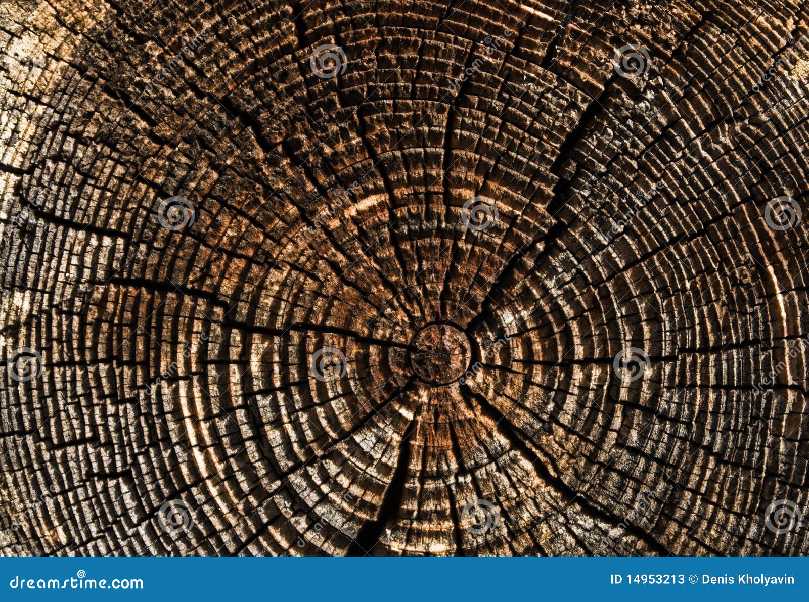 Old tree stump stock image. Image of environment, annual - 14953213