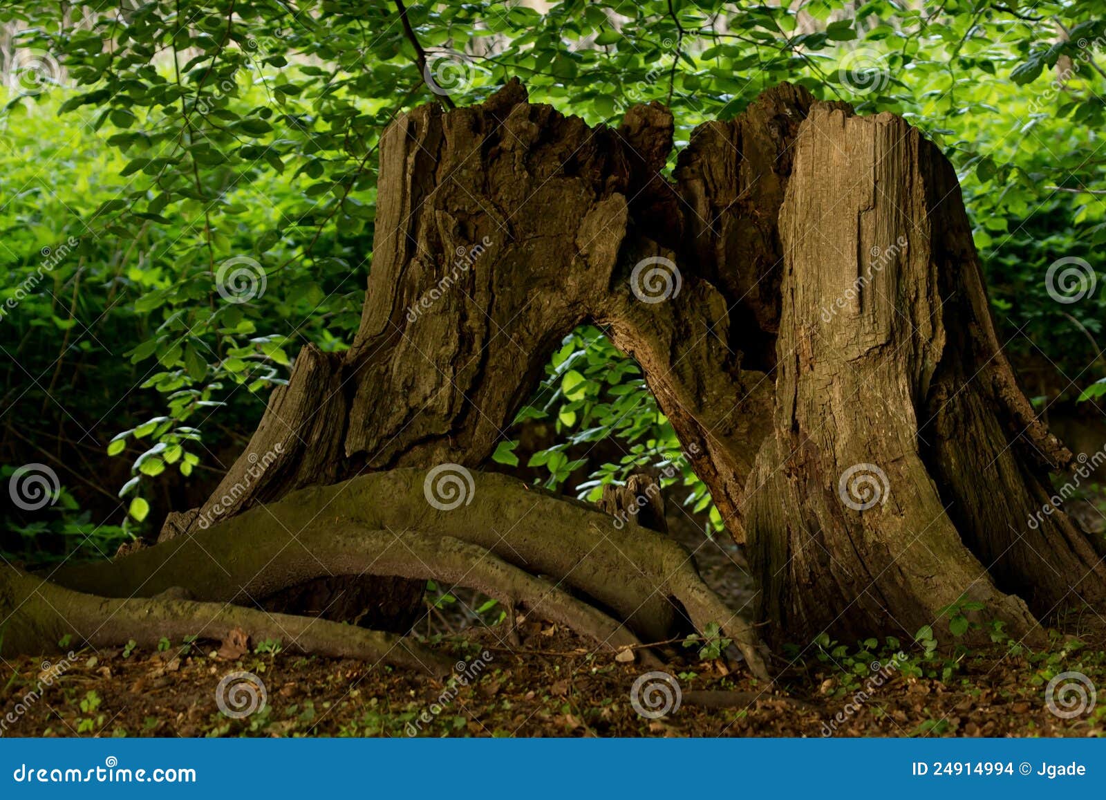 Old Tree Stump stock photo. Image of eroded, closeup - 24914994