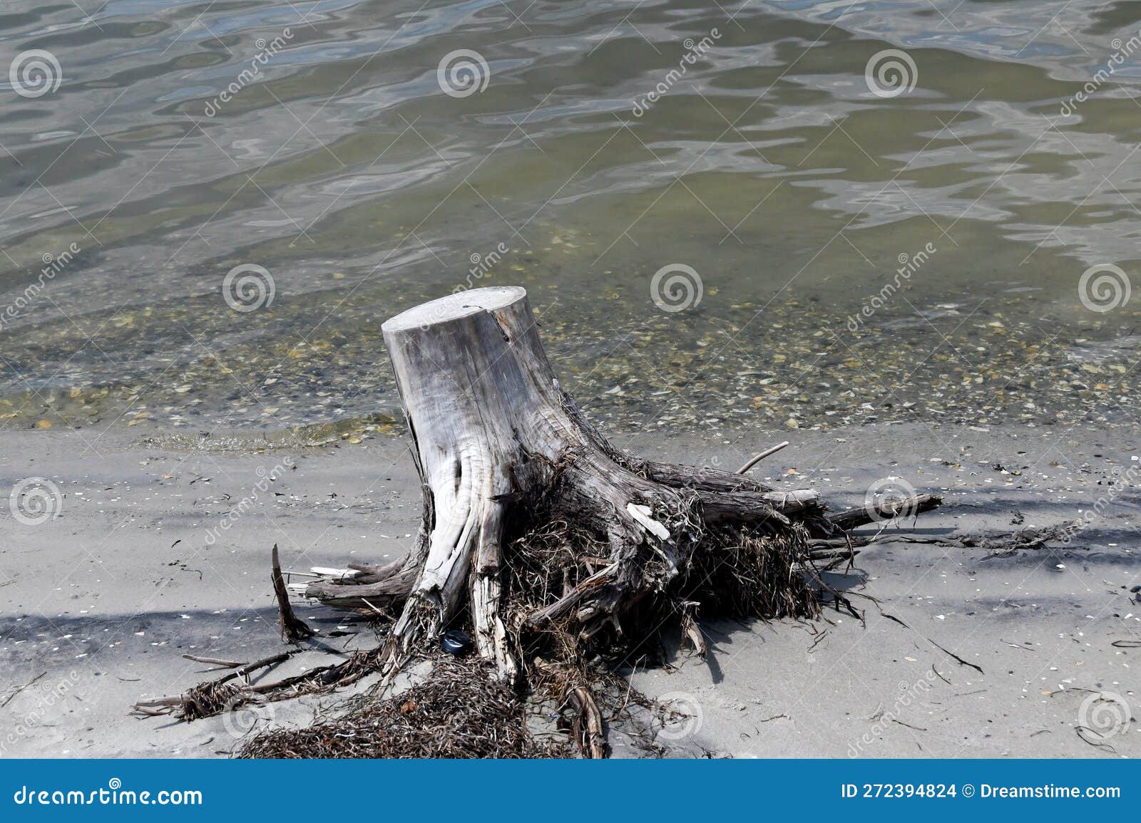 Old Tree Stump Along Ocean Shore Stock Photo - Image of ocean, stump ...