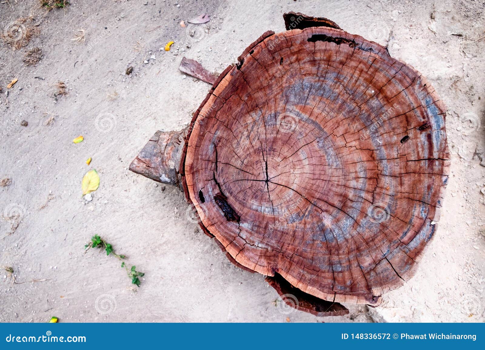Old Tree Stump with Annual Ring on the Surface Looking from Above ...