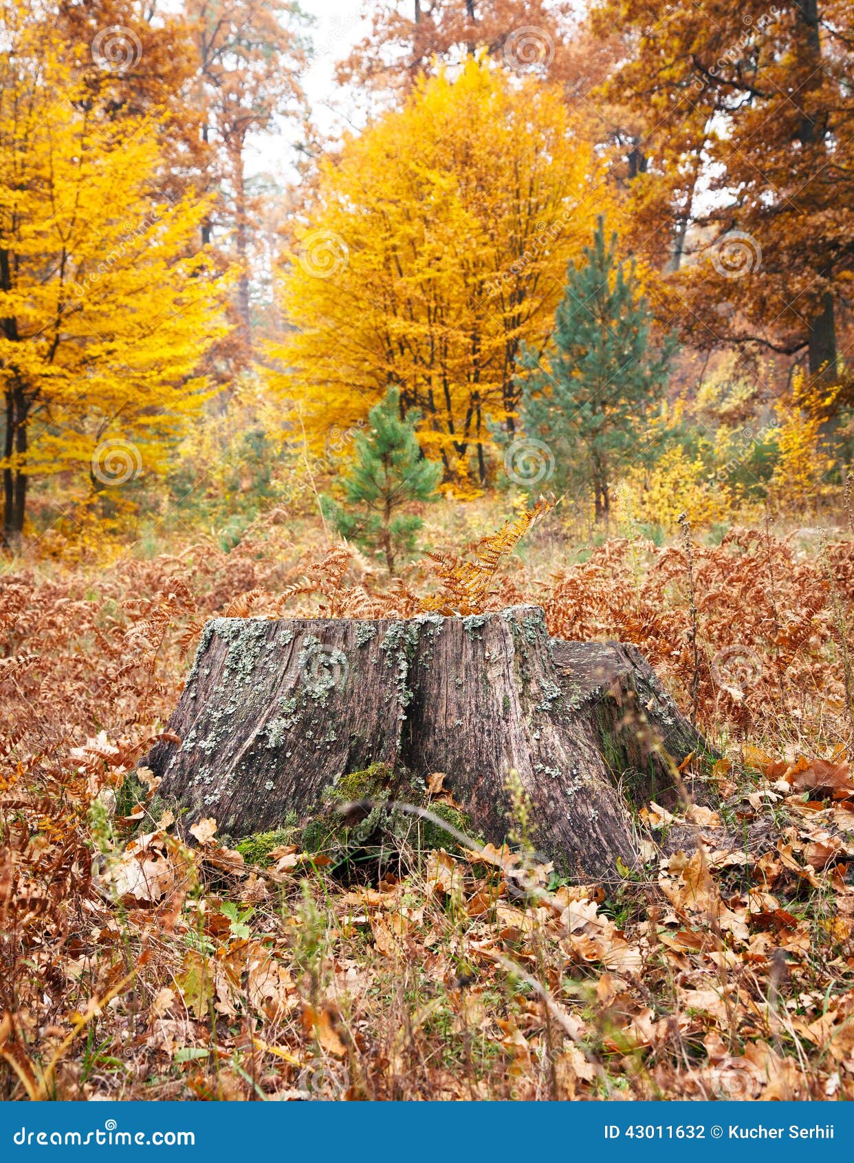 Old tree stump in autumn stock photo. Image of plant - 43011632