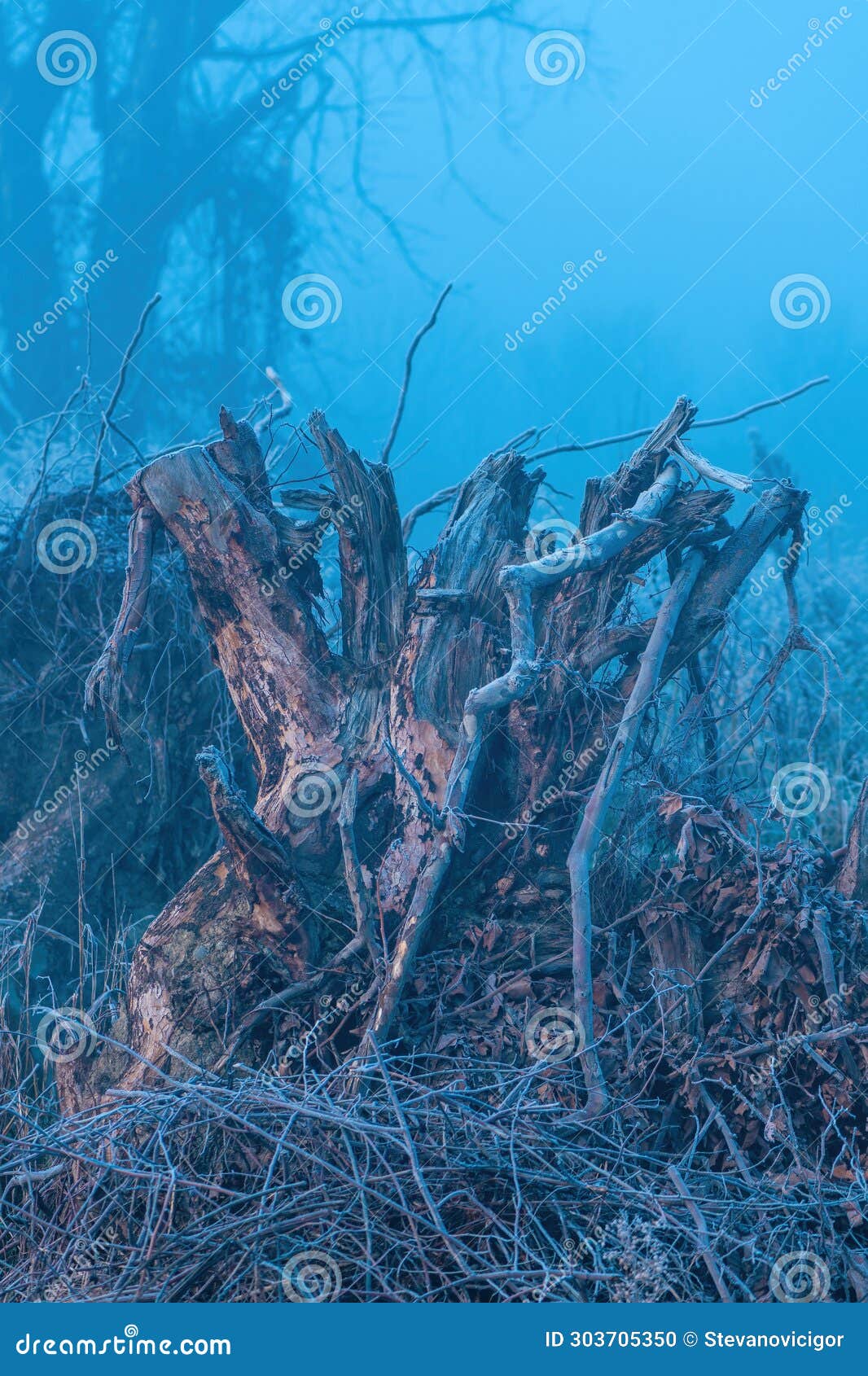 Old Tree Stump in Cold Foggy Winter Morning Stock Photo - Image of tree ...