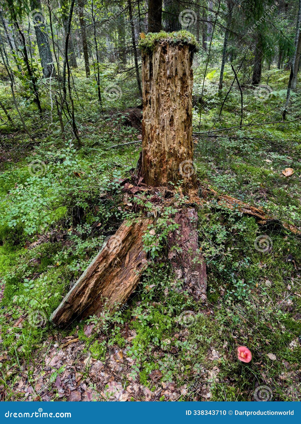 Old Tree Stump Covered with Moss in a Dense Forest Stock Photo - Image ...