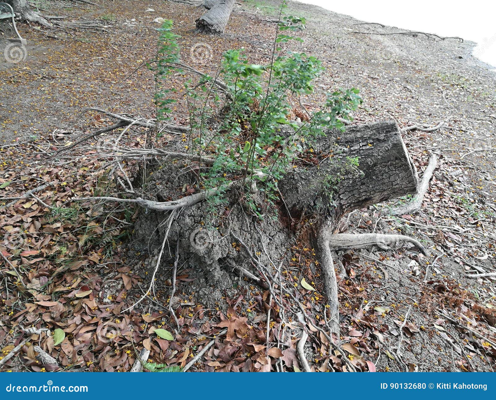Old Tree Stump Cut Tree or Broken Tree Stock Photo - Image of broken ...