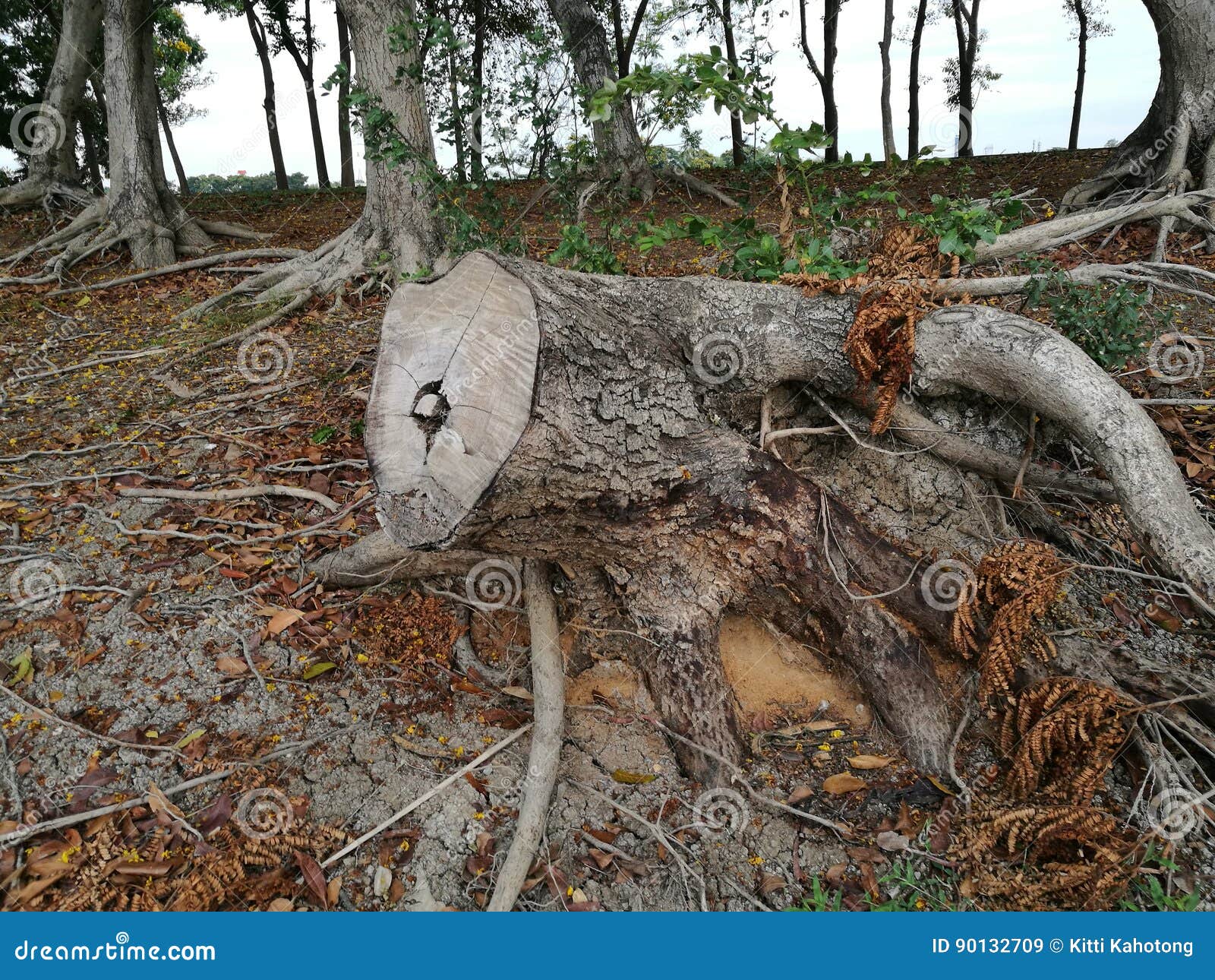 Old Tree Stump Cut Tree or Broken Tree Stock Image - Image of freshly ...