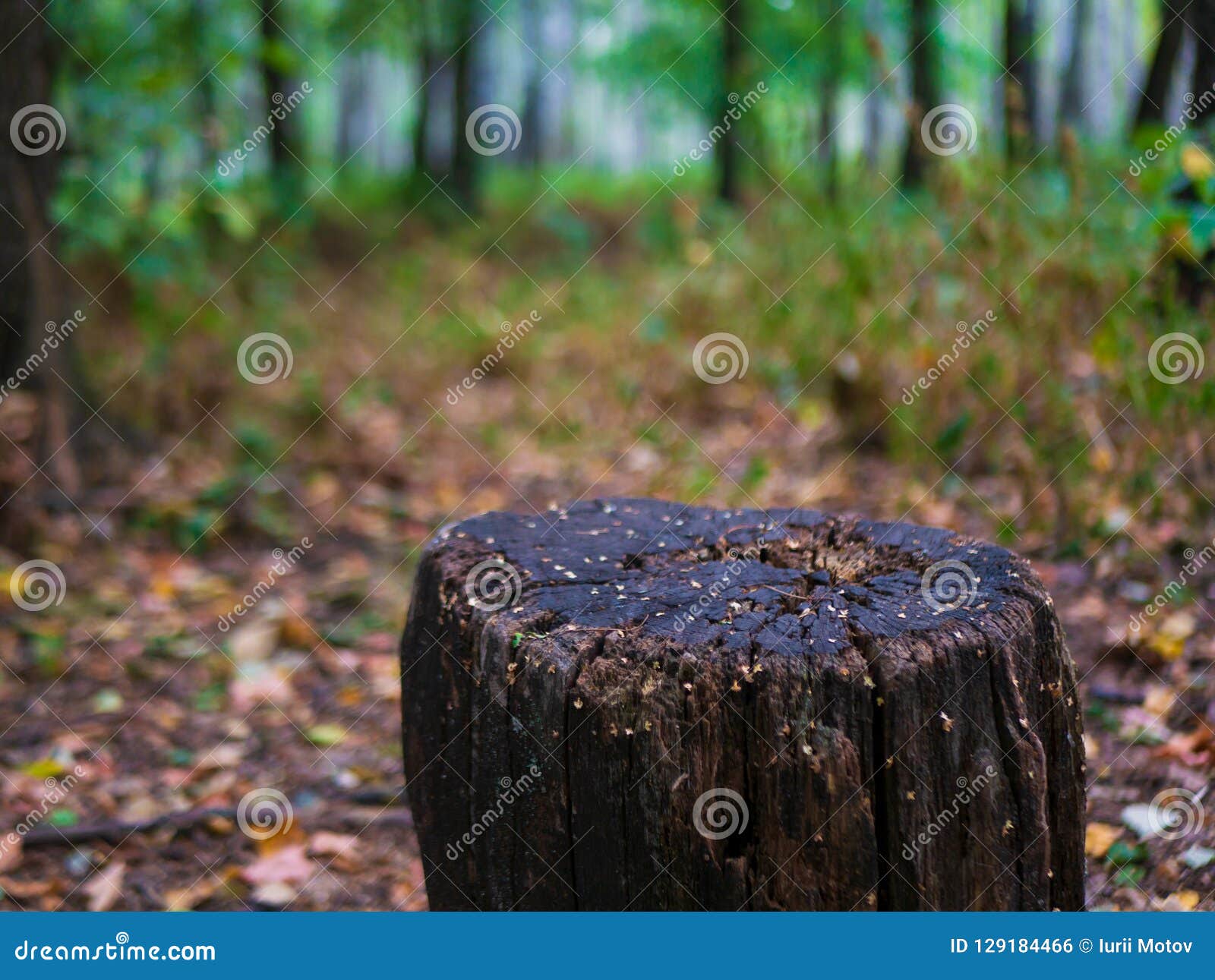 Old Tree Stump after Cutting a Tree in Autumn Forest. Autumn Forest ...