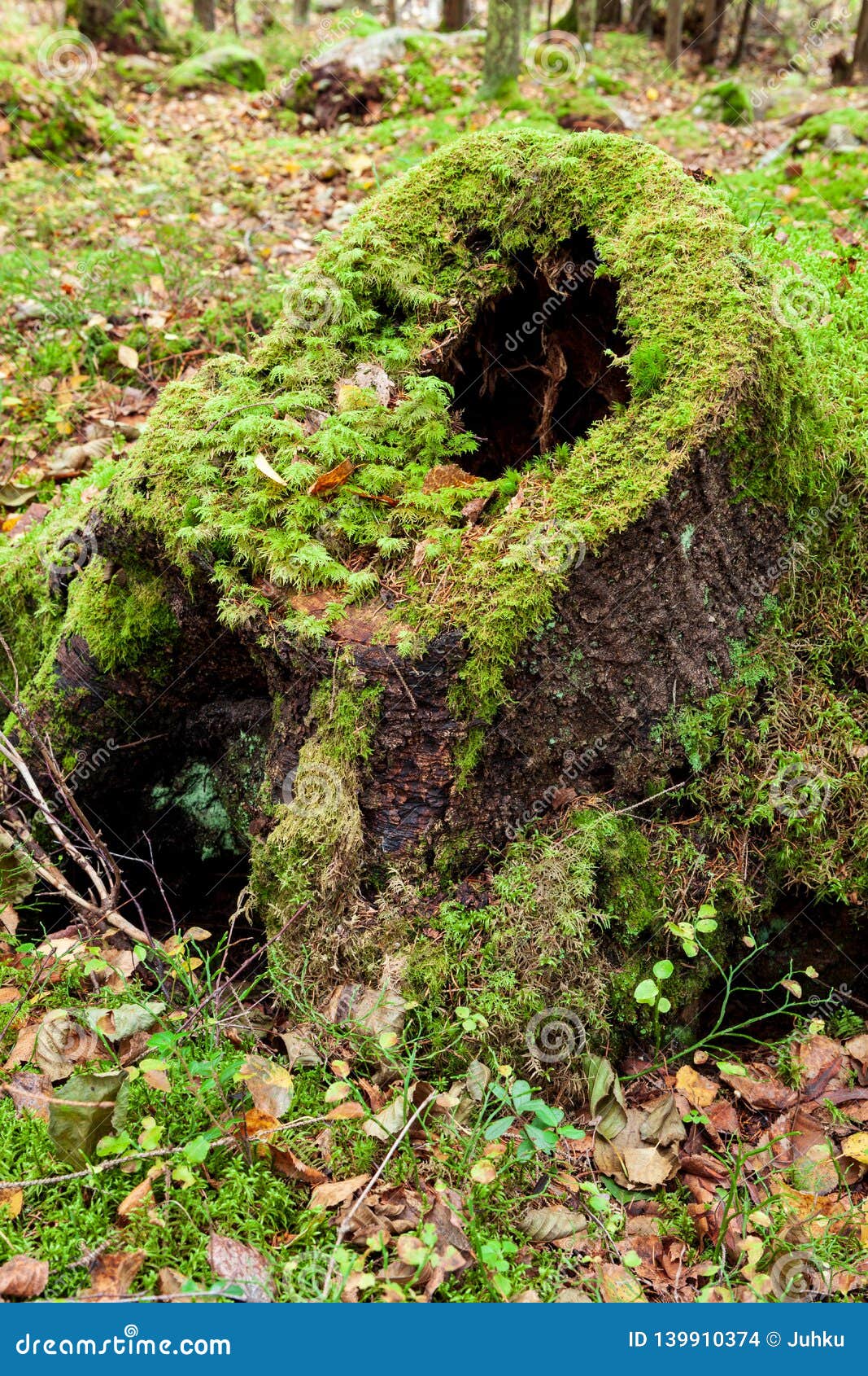 Old Tree Stump Decay in Forest Stock Photo - Image of stump, outdoor ...