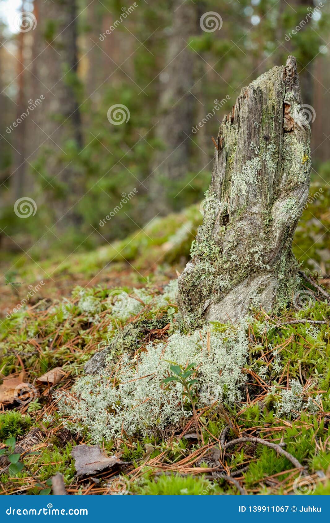 Old Tree Stump Decay in Forest Stock Image - Image of tree, decay ...