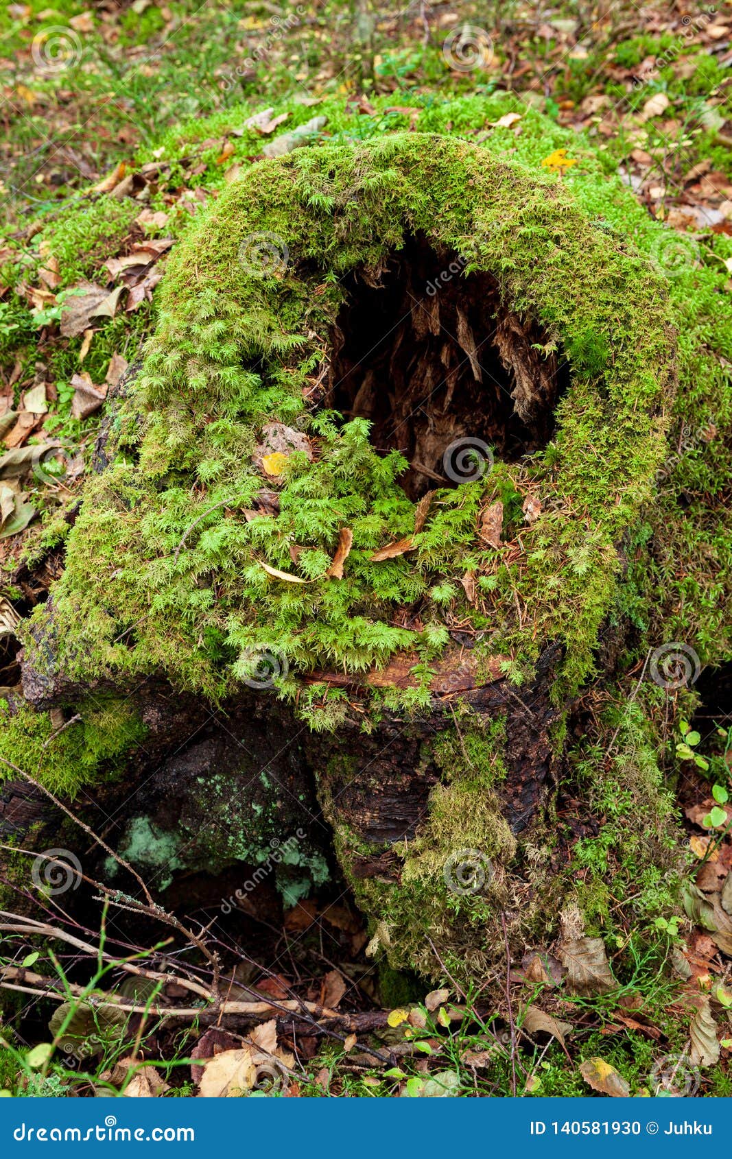Old Tree Stump Decay in Forest Stock Photo - Image of trunk, dead ...