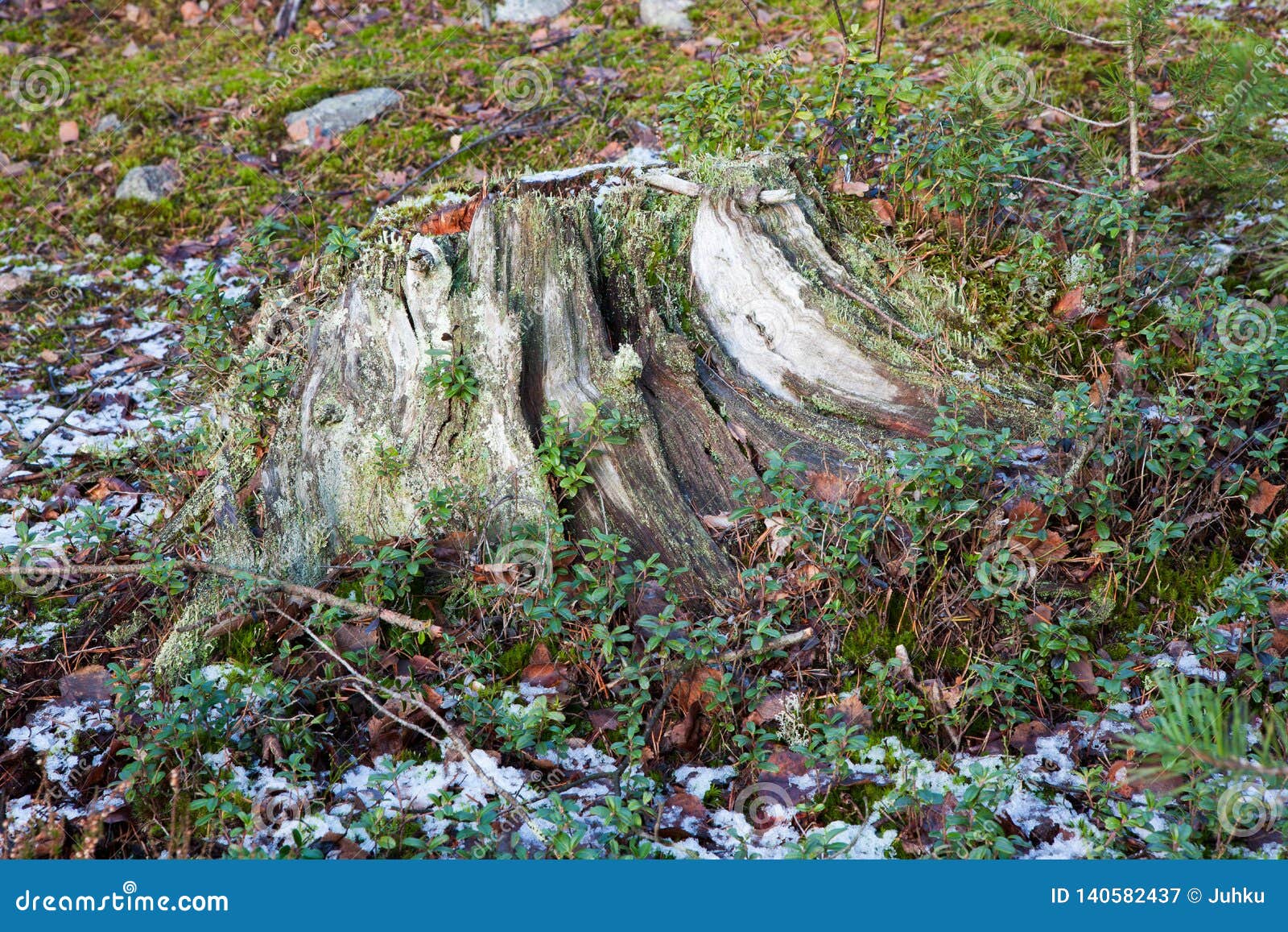 Old Tree Stump Decay in Forest Stock Image - Image of closeup, trunk ...