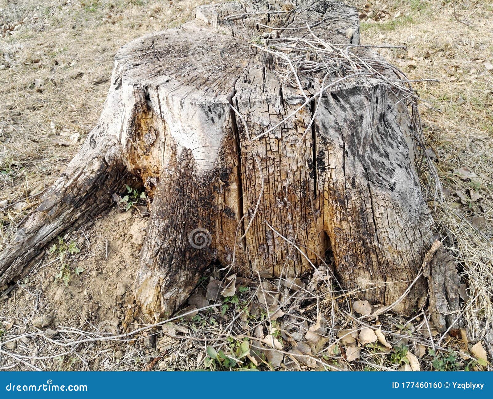 Old Tree stump stock photo. Image of tree, field, dead - 177460160