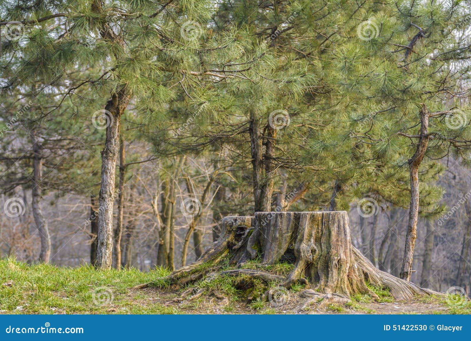 Old tree stump stock photo. Image of douglas, forest - 51422530