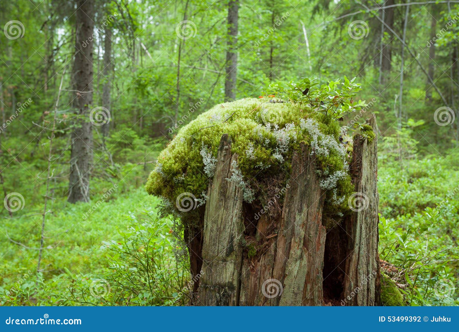 Old tree stump stock photo. Image of outside, greenery - 53499392