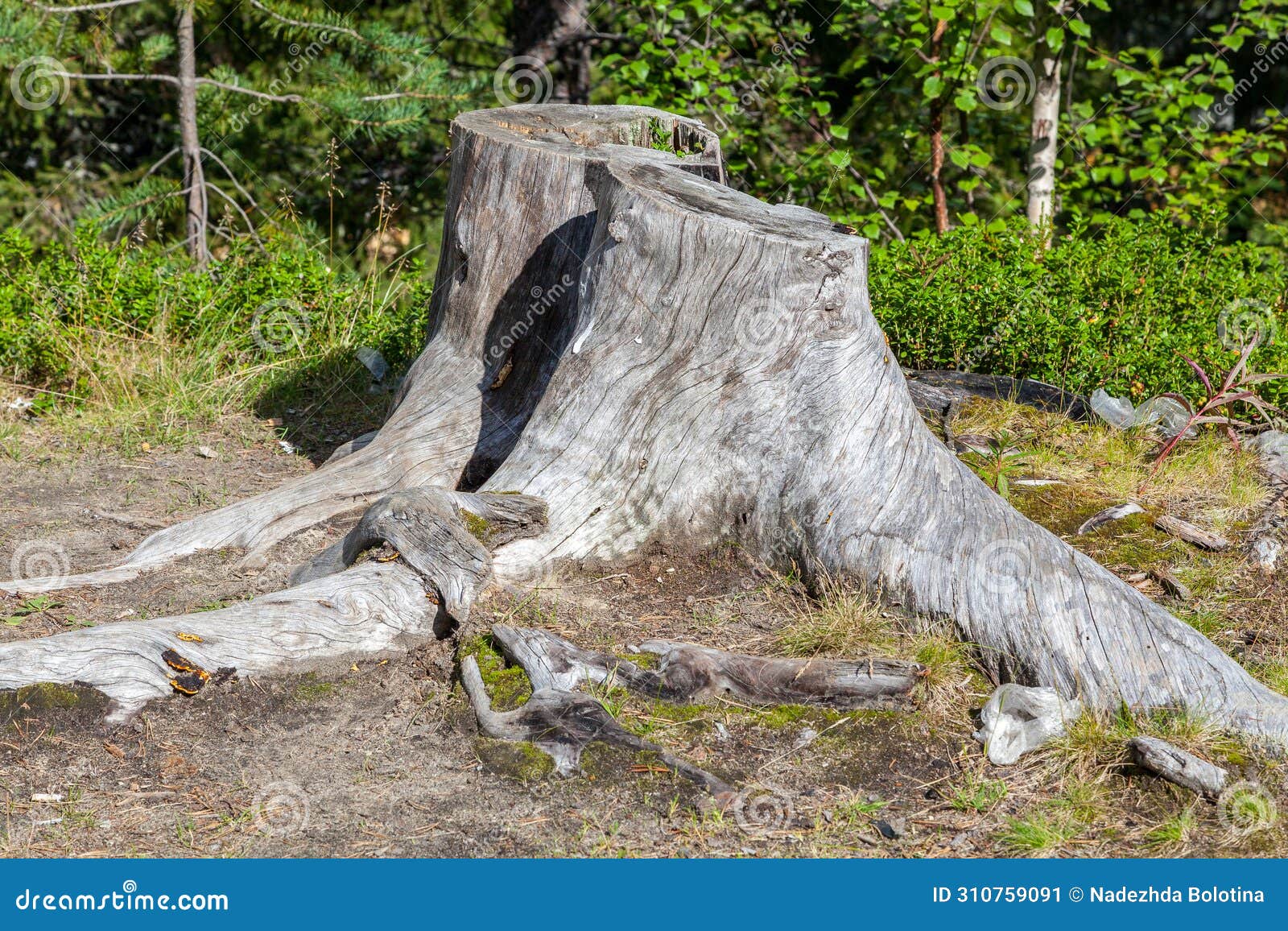 Old tree stump in a forest stock image. Image of tree - 310759091