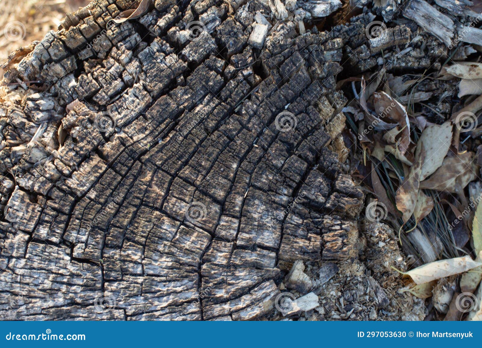 Old Tree Stump in the Forest. Top View Stock Photo - Image of grey ...