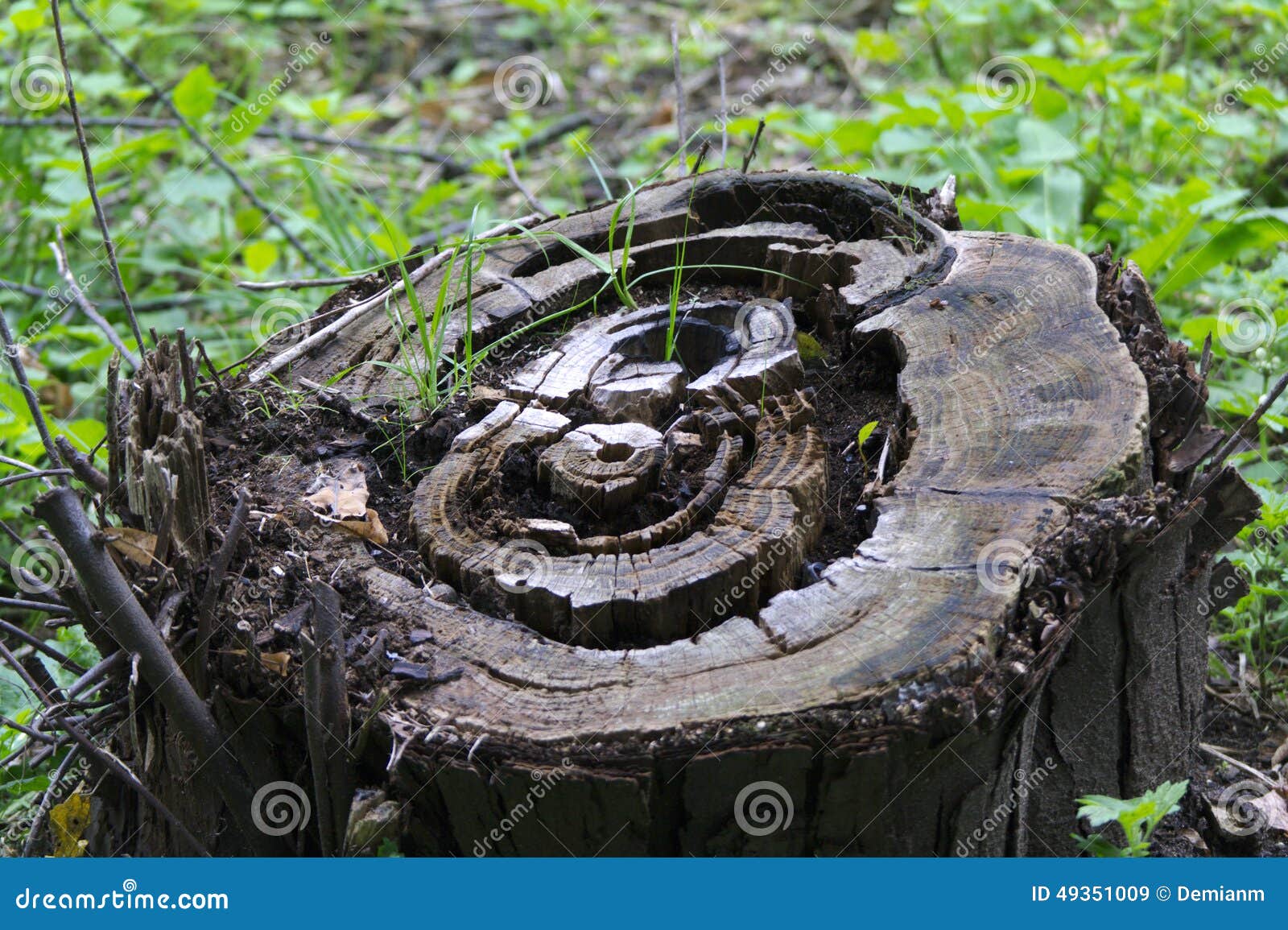 Old Tree Stump with Grass and Shoots Stock Image - Image of sawing ...