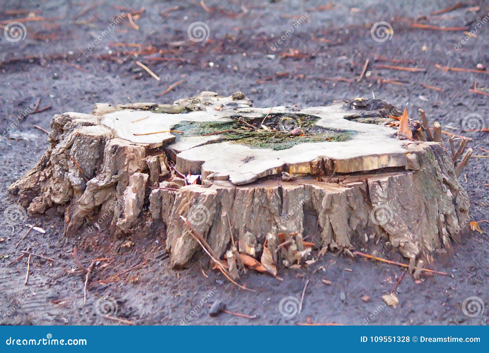 Old tree stump on a ground stock photo. Image of stumped - 109551328