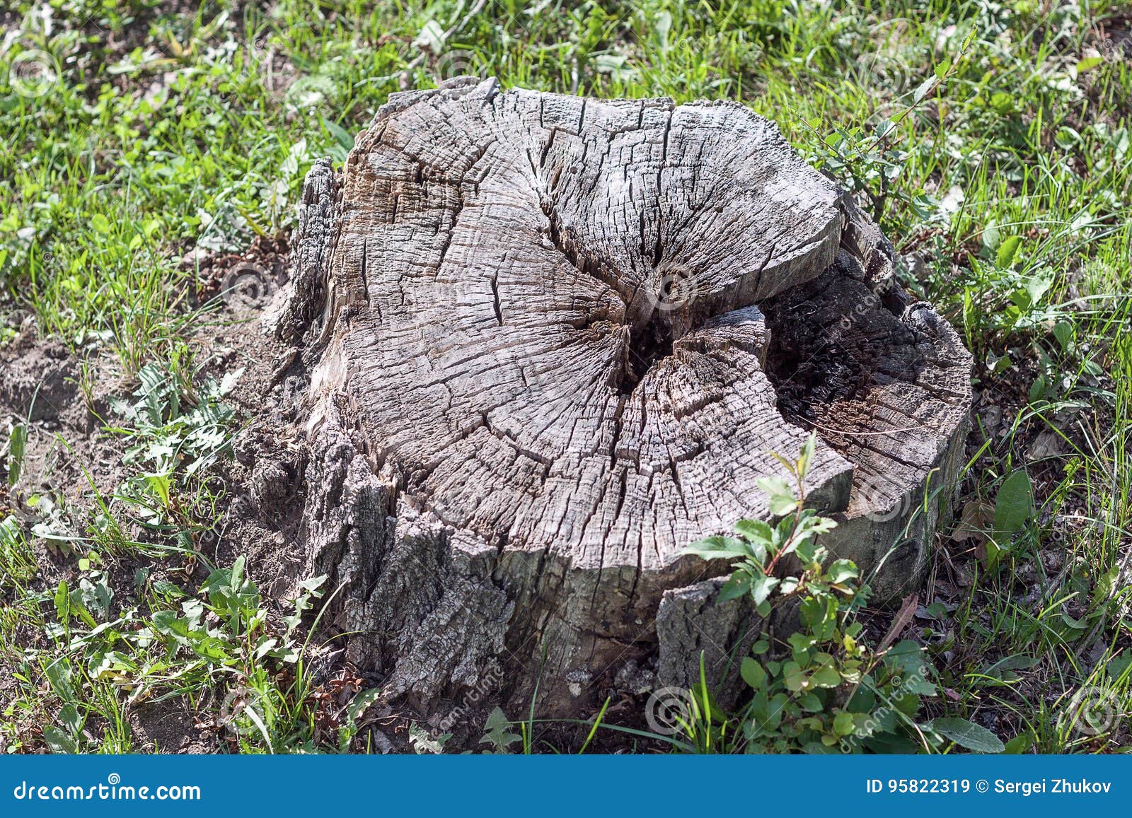 Old Tree Stump on the Ground. Stock Image - Image of wood, forest: 95822319